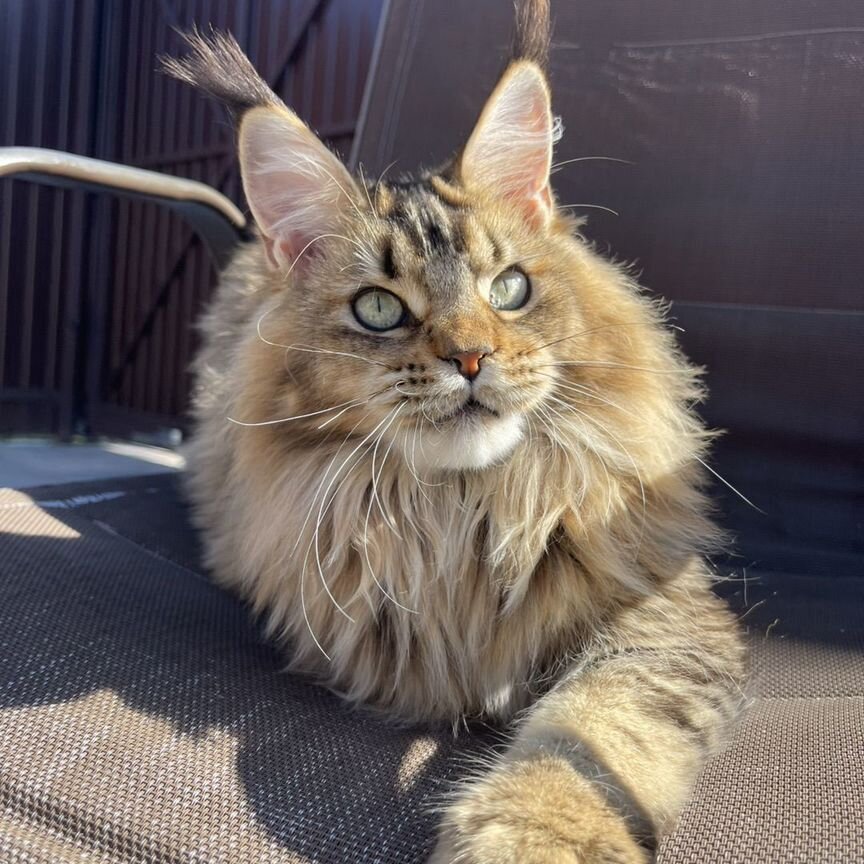 Мейн-кун кошечка