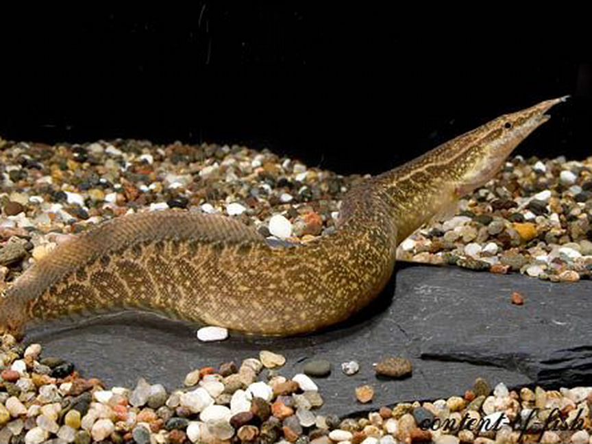 Мастацембел Кофейный (Mastacembelus Circumcinctus