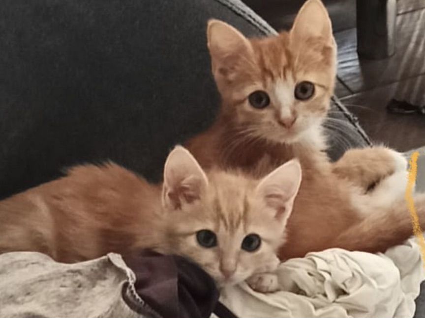 Котята в добрые руки рыжики