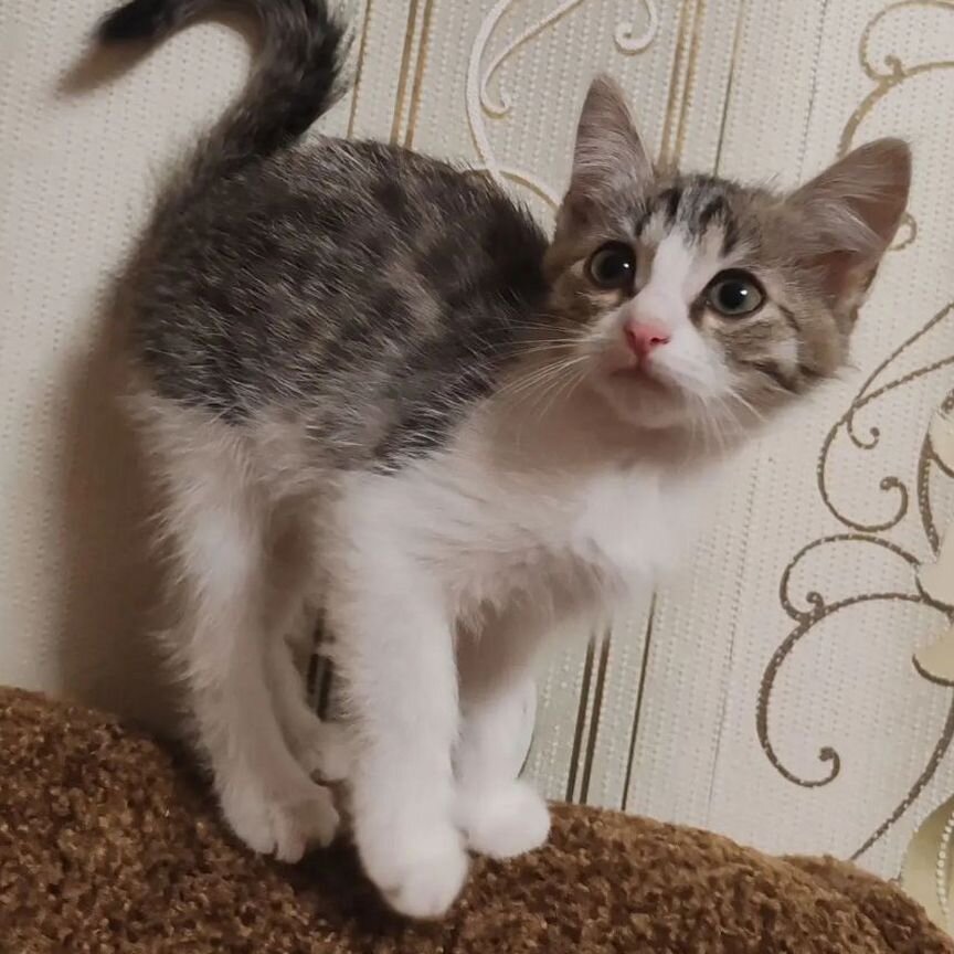 Котёнок в добрые руки