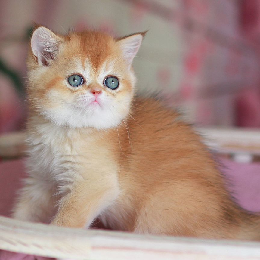 Шотландский прямоухий короткошёрстный котёнок