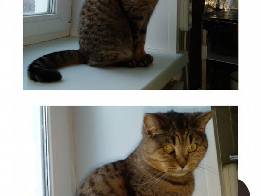 Кошка в добрые руки