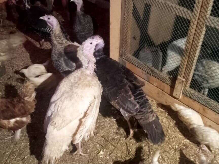 Индюки индюшата