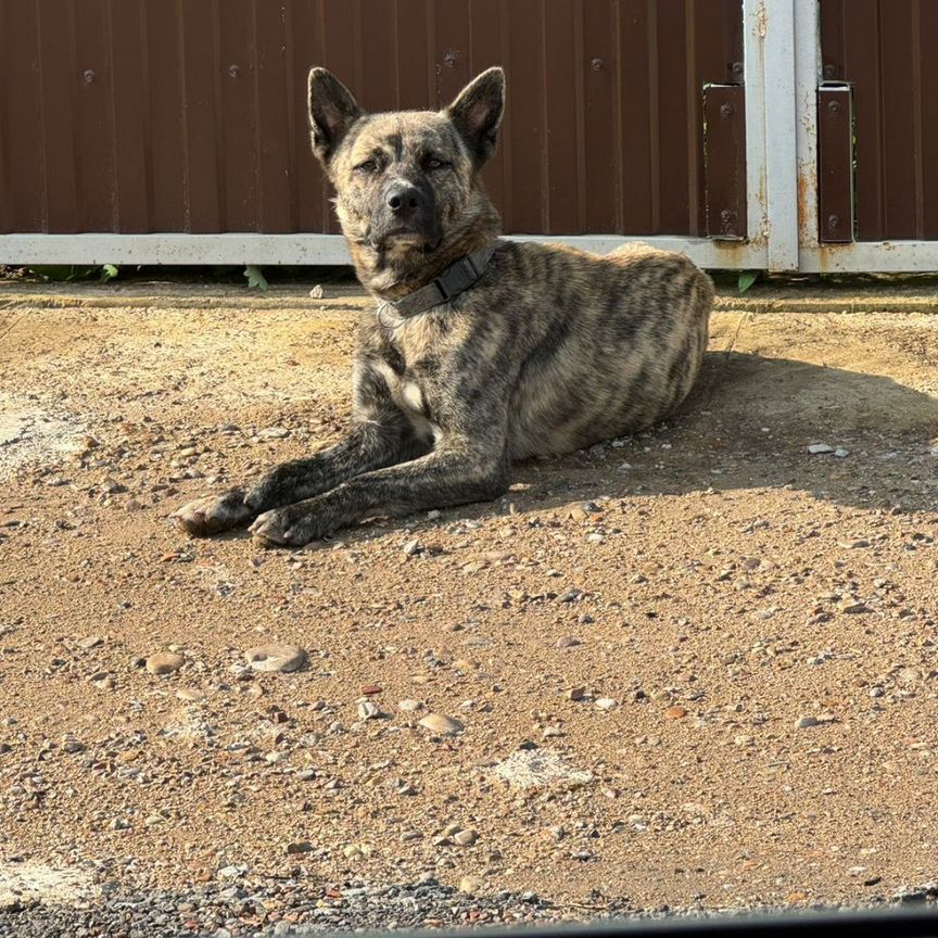 Кобель крупный на охрану в добрые руки