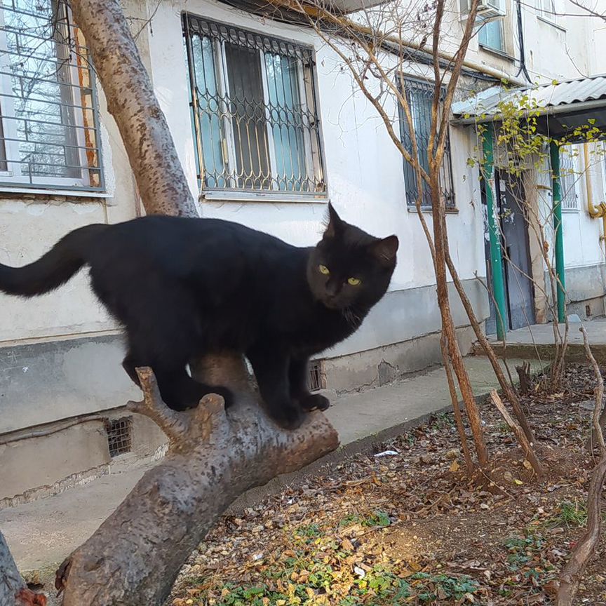 Черненькая кисонька ищет дом