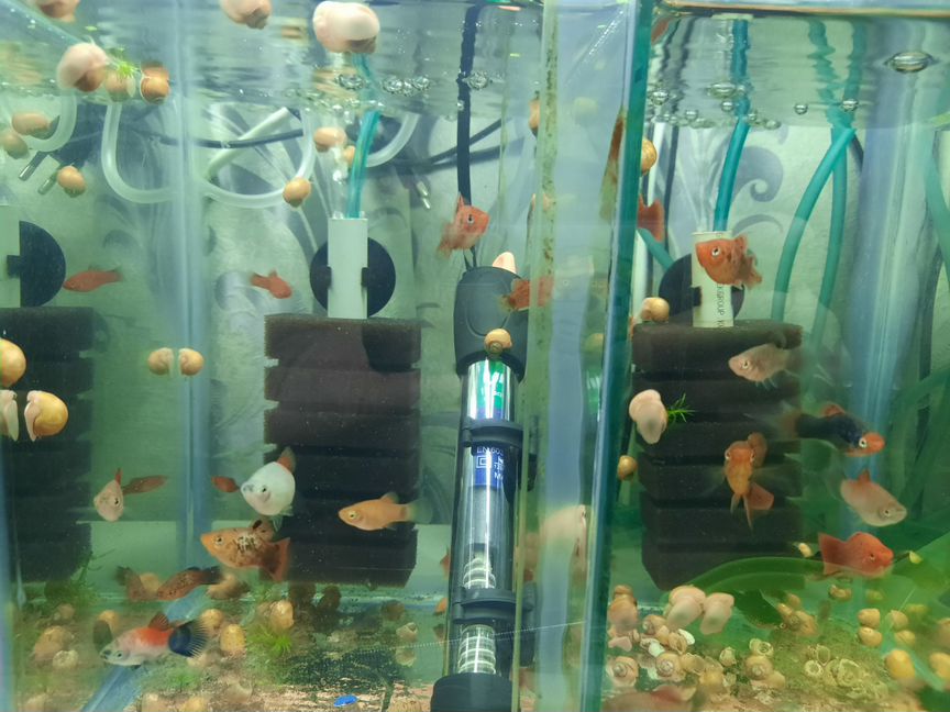 Рыбки Пецилии