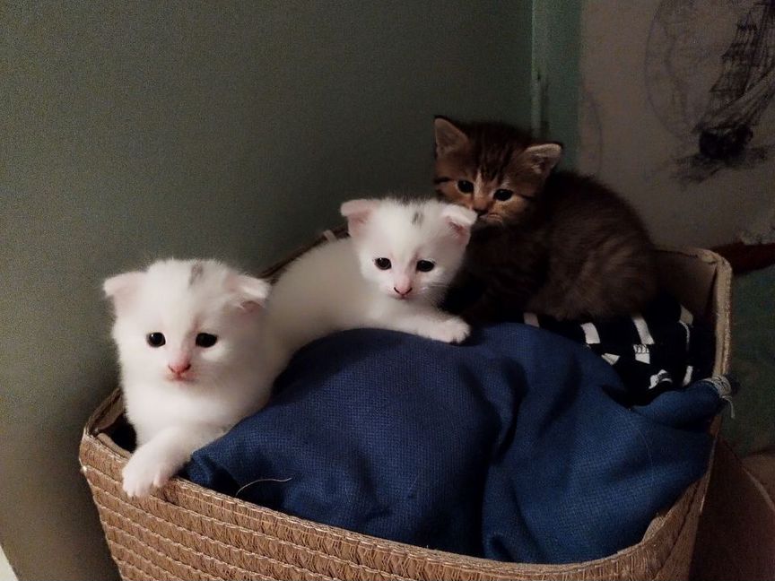 Котята