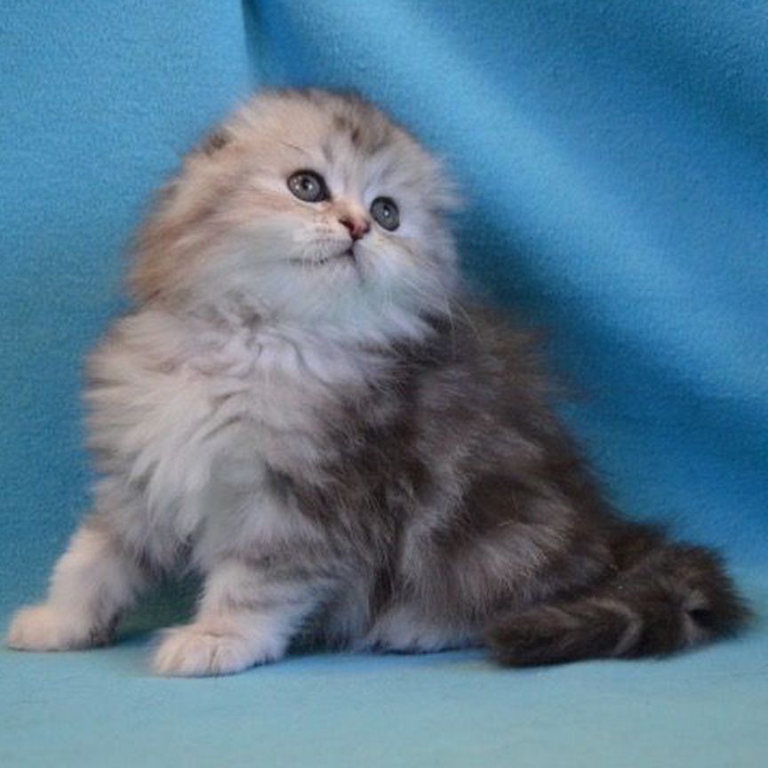Скоттиш фолд Хайленд