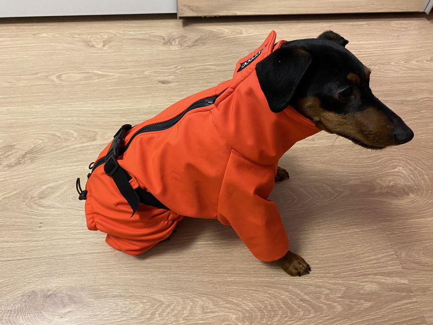 Комбинезон для цвергпинчера