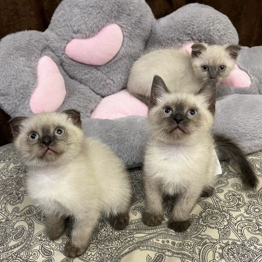 Котята
