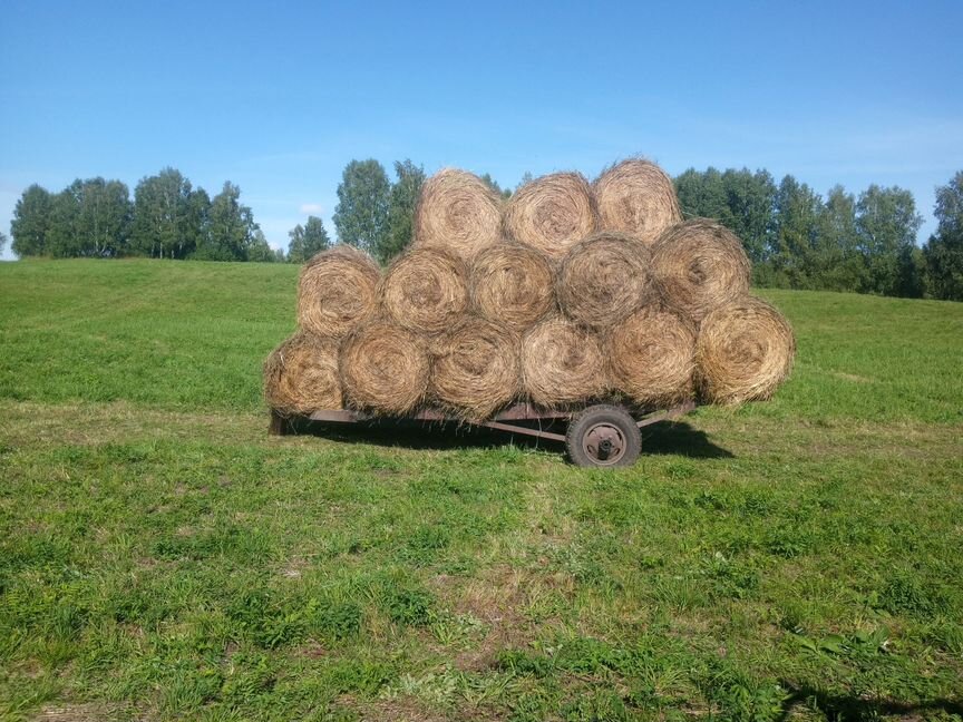 Сено. Солома