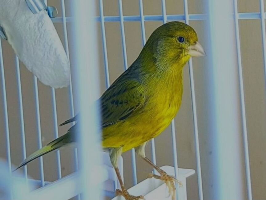 Продам канареек (самочки)