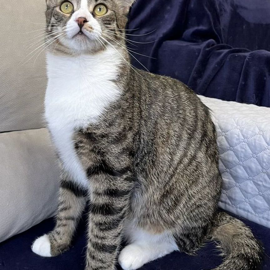 Красивый котик ищет дом