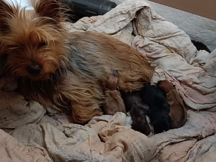 Щенки йорка бесплатно