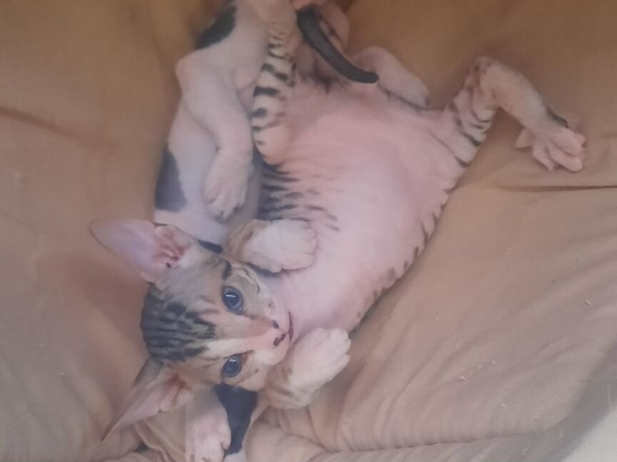 Котики сфинксы