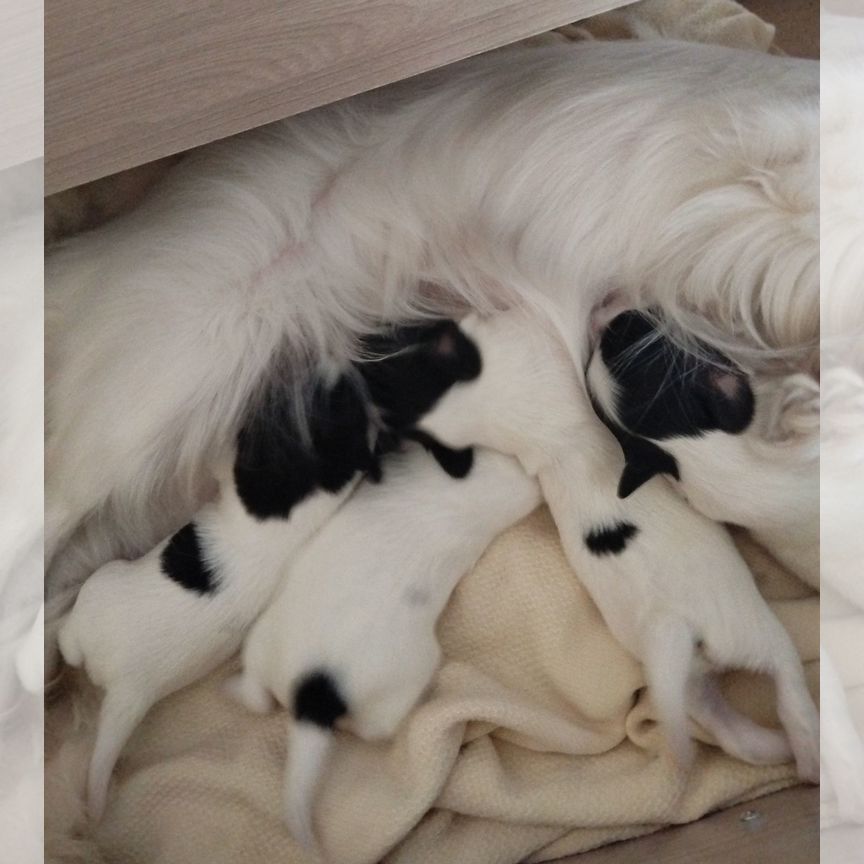 Континентальный той-спаниель папильон, щенок