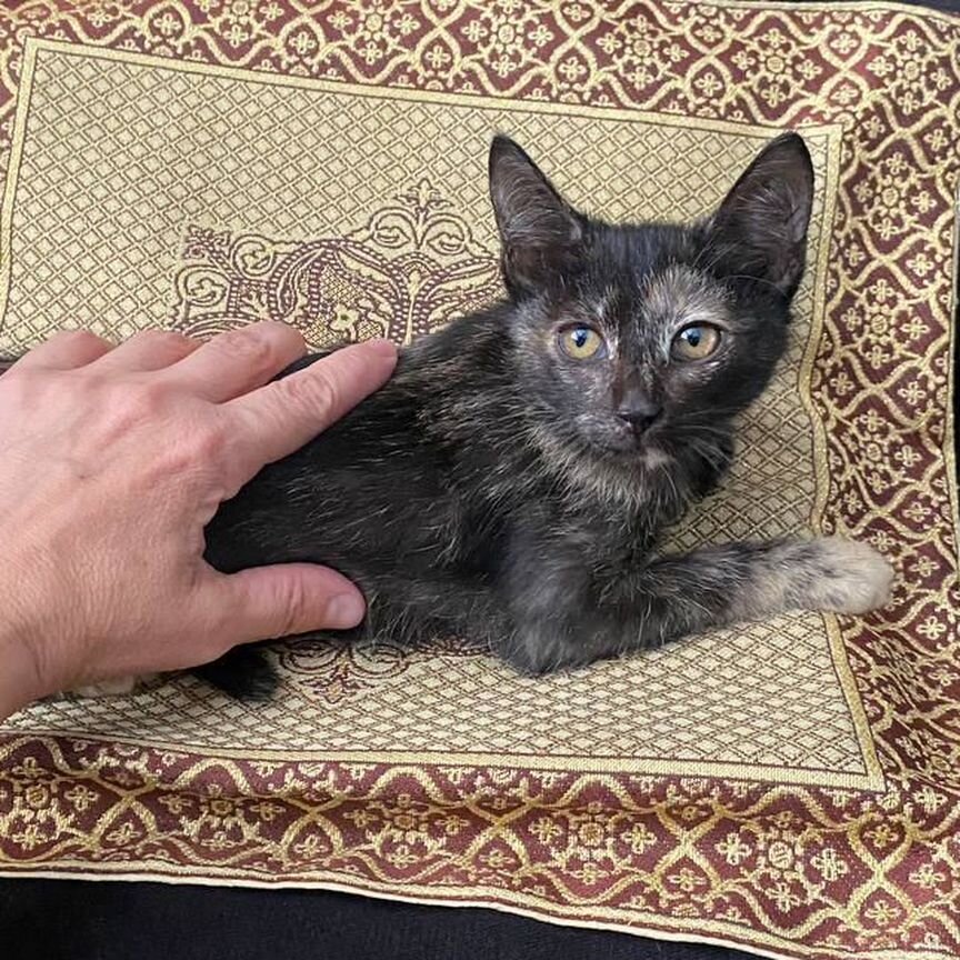 Котенок гладкошерстная девчуля