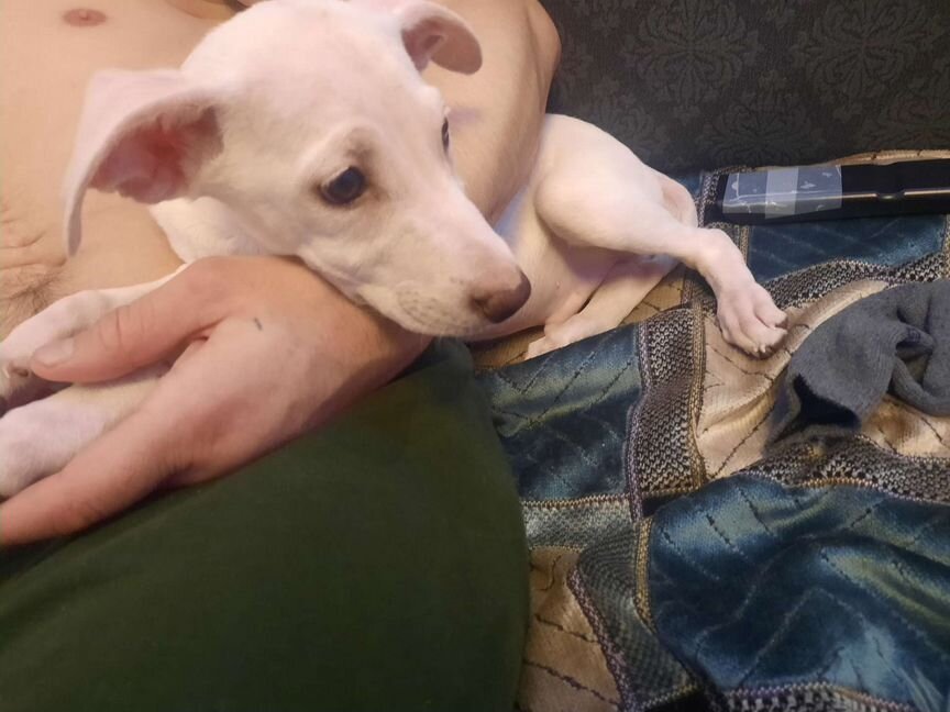 Подкинули в подъезд, жалко соседи выкинут