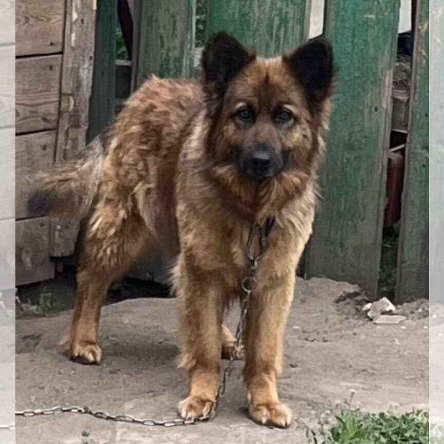 Помесь с овчаркой