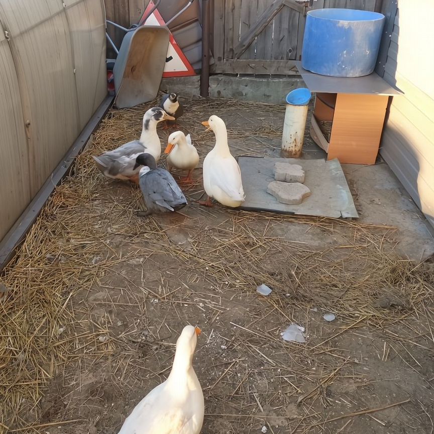 Фавориты и Стар 53