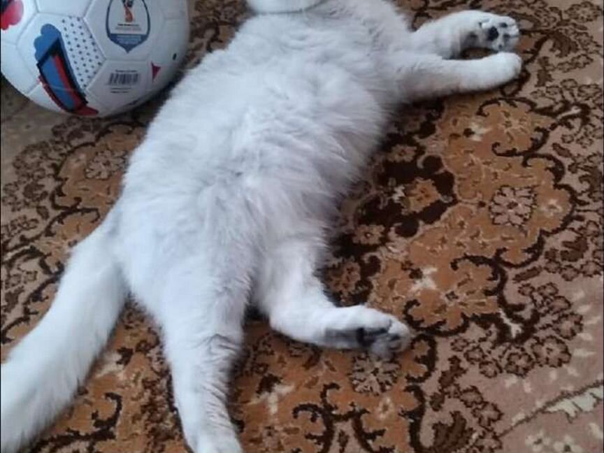 Шотландская вислоухая шиншилла