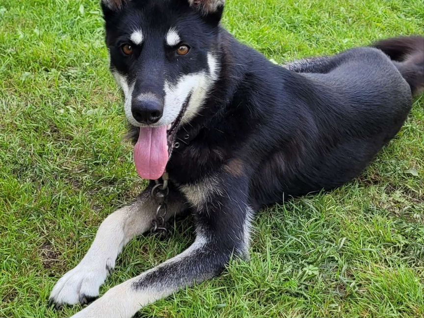 Собака в добрые руки