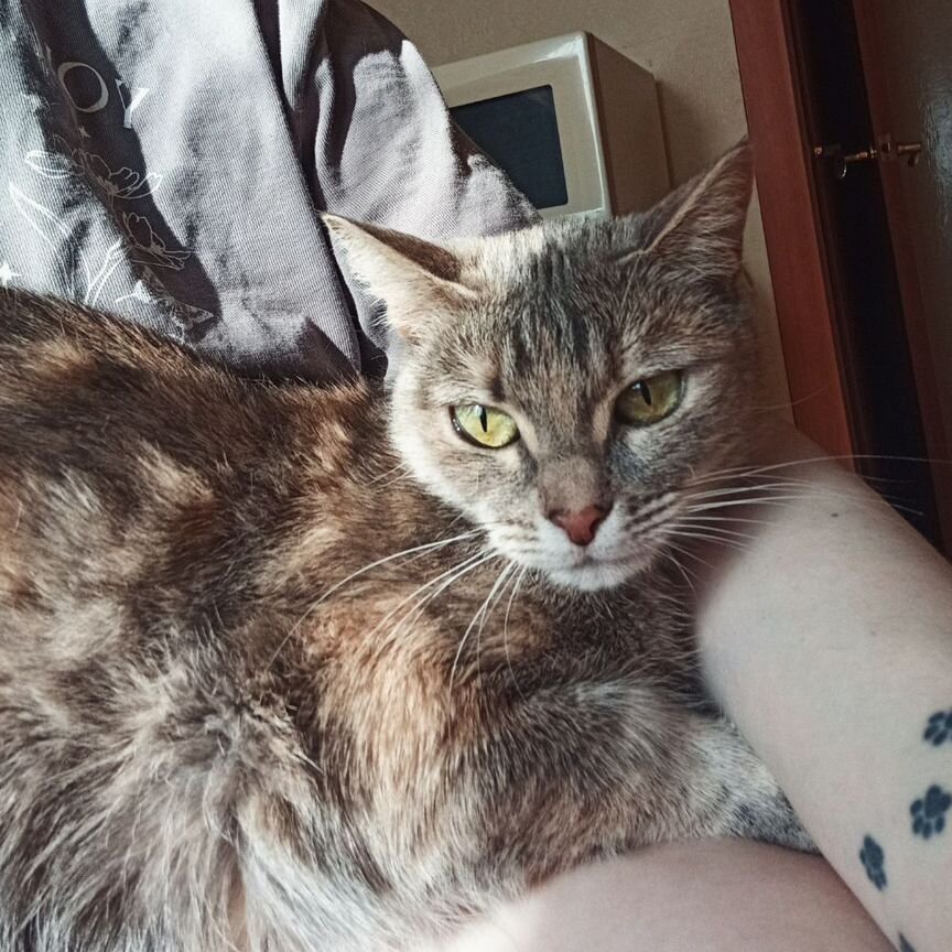 Взрослая кошка от частного владельца