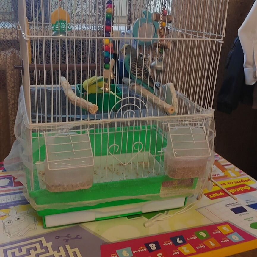 Волнистый попугай