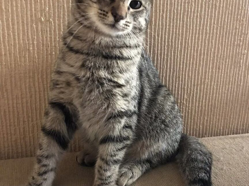 Молодой котик 9 мес