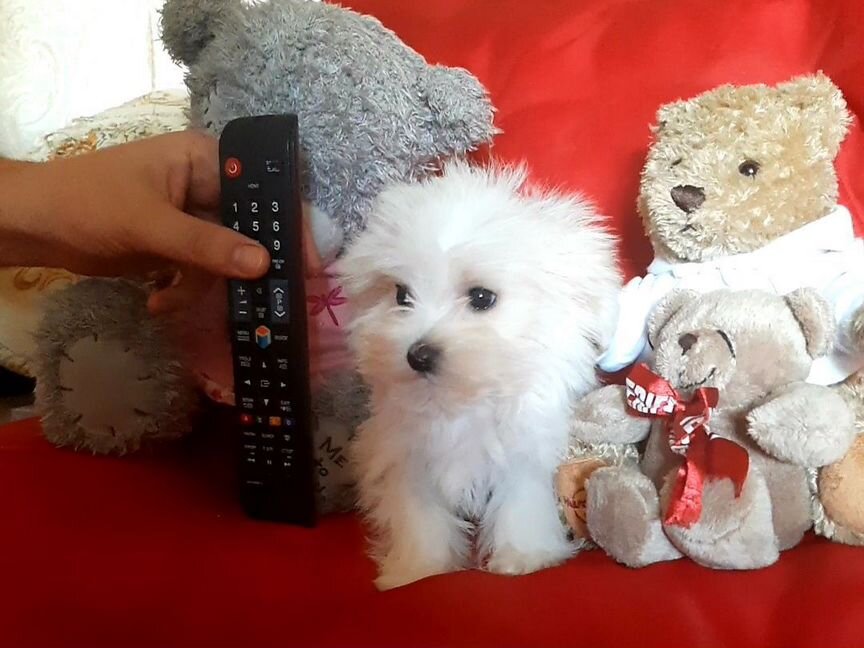 Мальтиечка супер мини мальчик