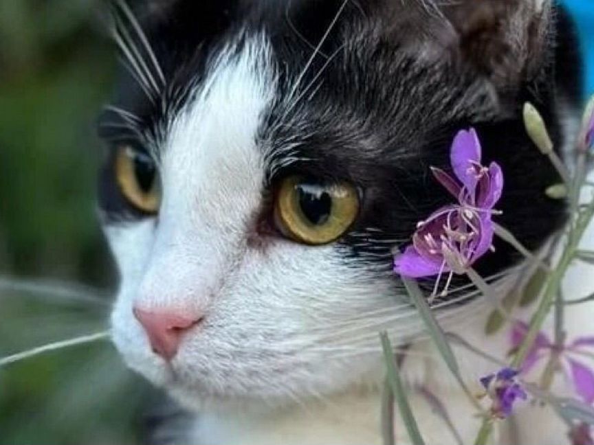 Кошка