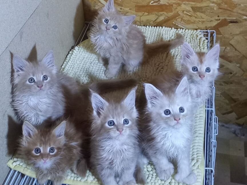 Котята мейн-кун полидакт