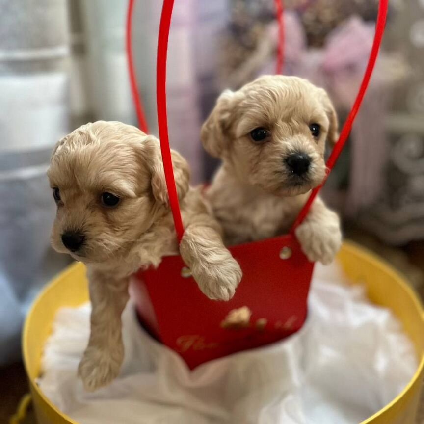 Щенки Мальтипу f1 мини