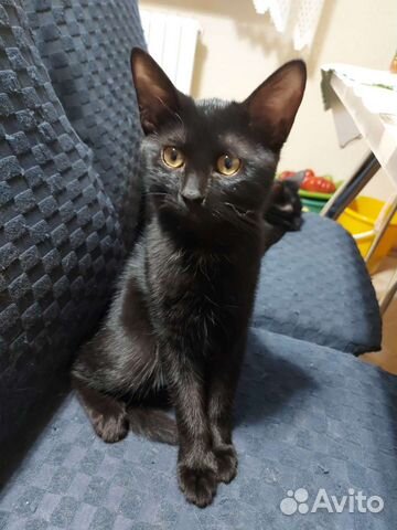 Котики бесплатно в добрые руки
