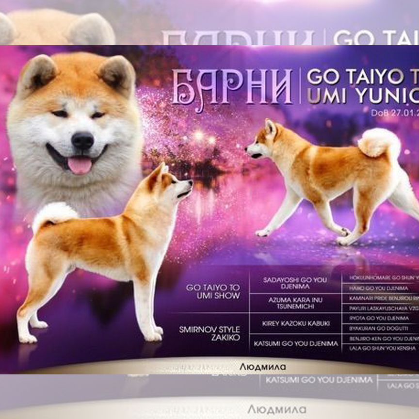 Акита ину вязка