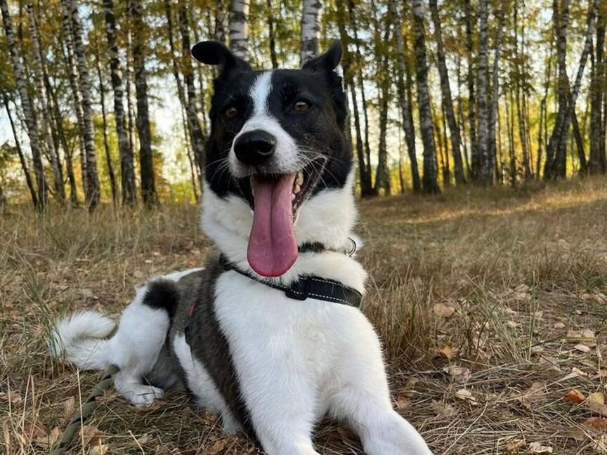 Адель, чудесной маленькой собаке нужен дом