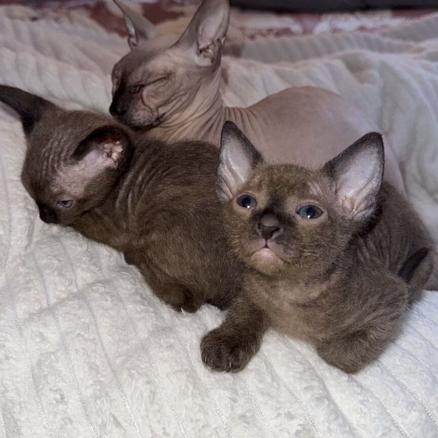 Котята брашик сфинкс