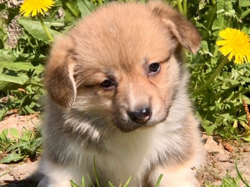 Щеночки Вельш-корги пемброк