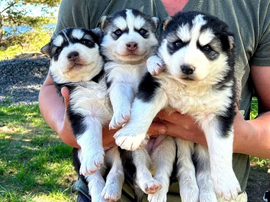 Щенки сибирской хаски