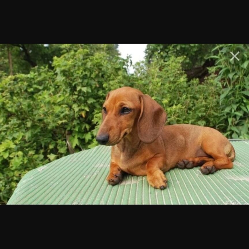 Такса год ему