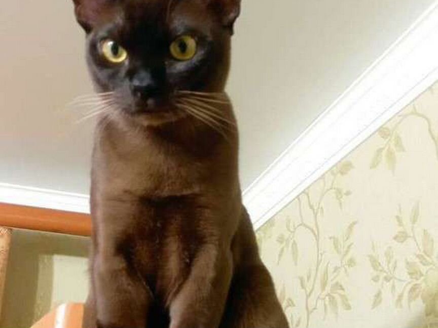 Вязка с бурманским котом