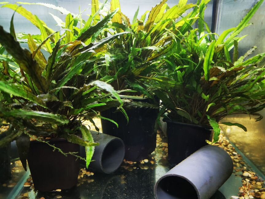 Криптокарина Вендта