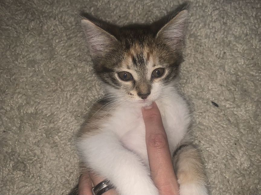 Котенок девочка бесплатно