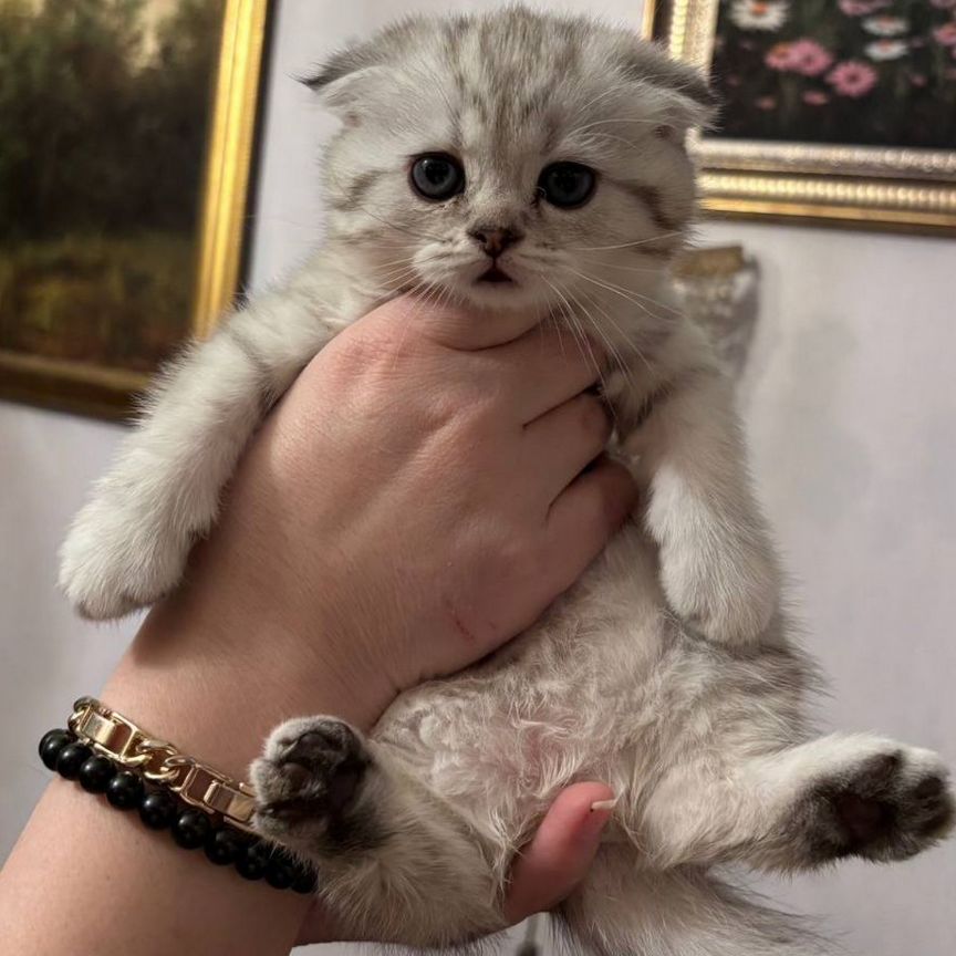 Шотландский вислоухий короткошёрстный котёнок