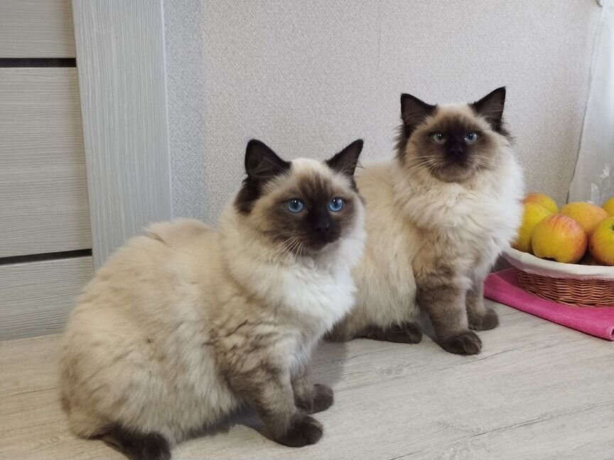 Котята Рэгдолл