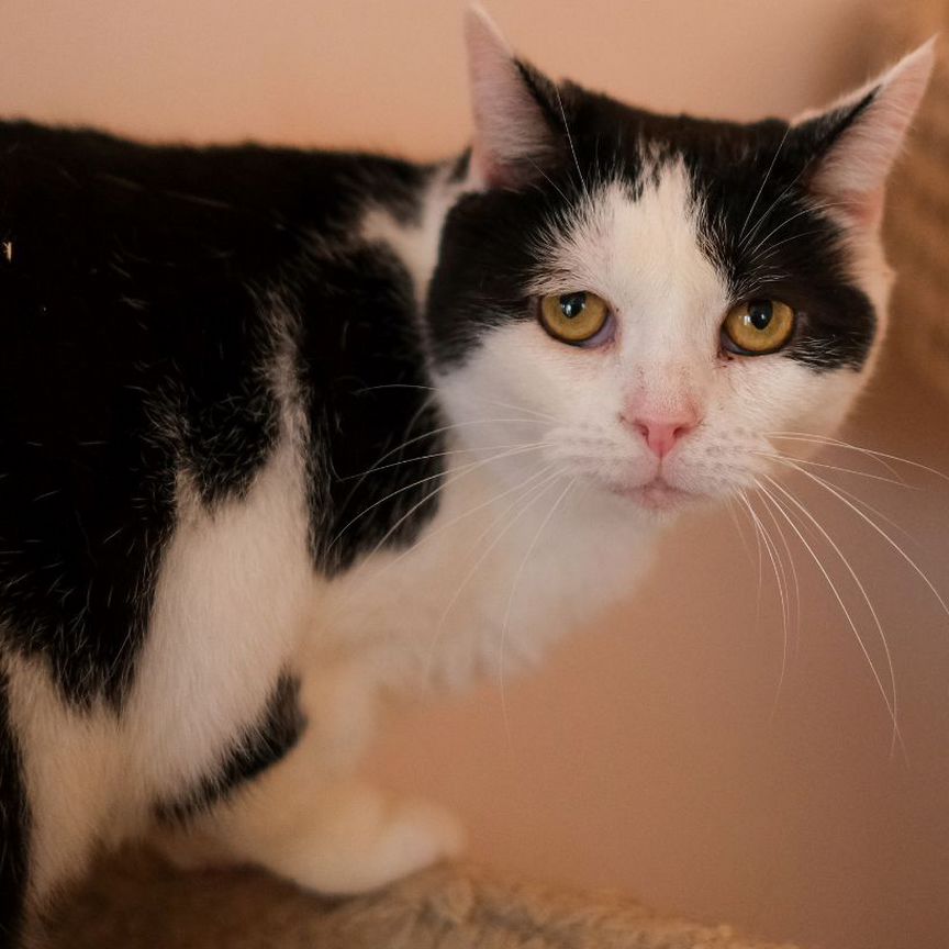 Взрослая, кошка в добрые руки