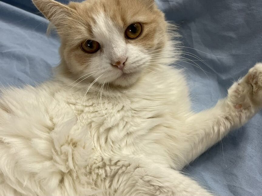 Кошка Сара