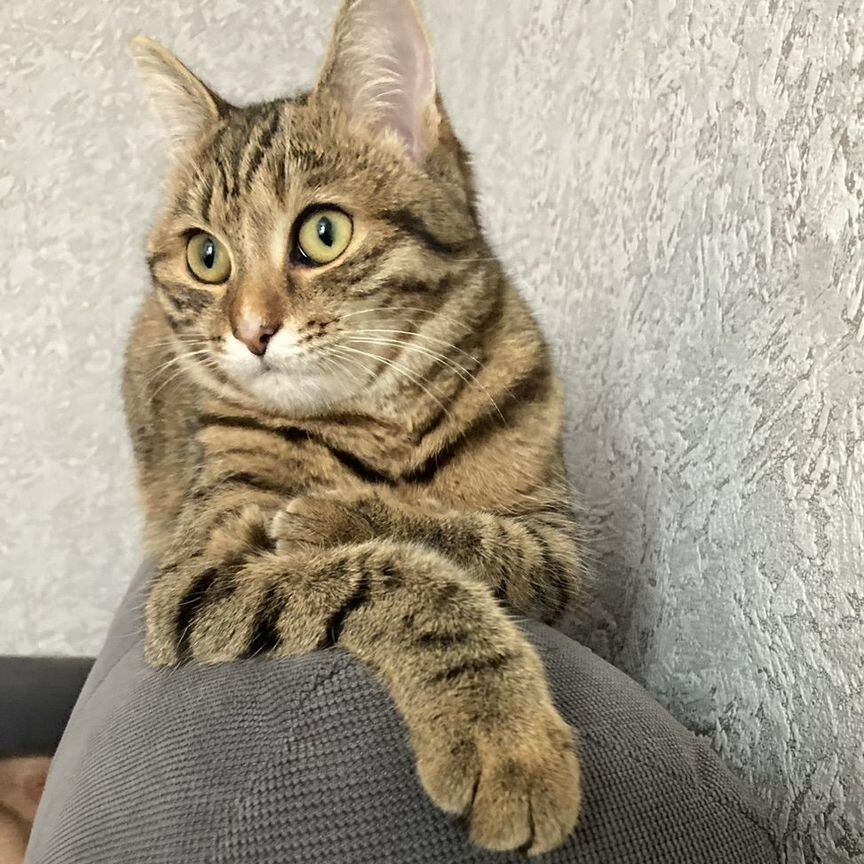 Сибирская, взрослая кошка