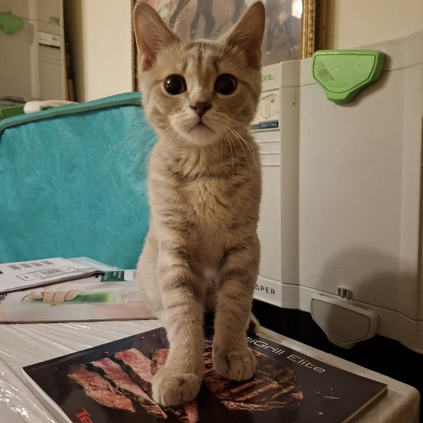 Кремовый мальчик