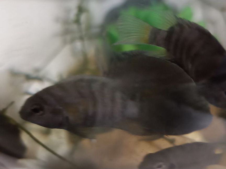 Рыбки цихлиды